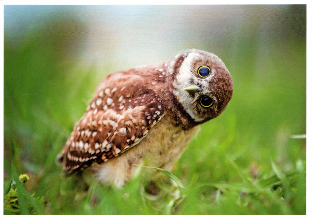 Postkarte Tiere "Neugierig?"