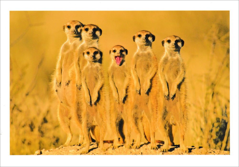 Postkartenbuch "Tierisch gute Grüße" mit 24 süßen Tiermotiven