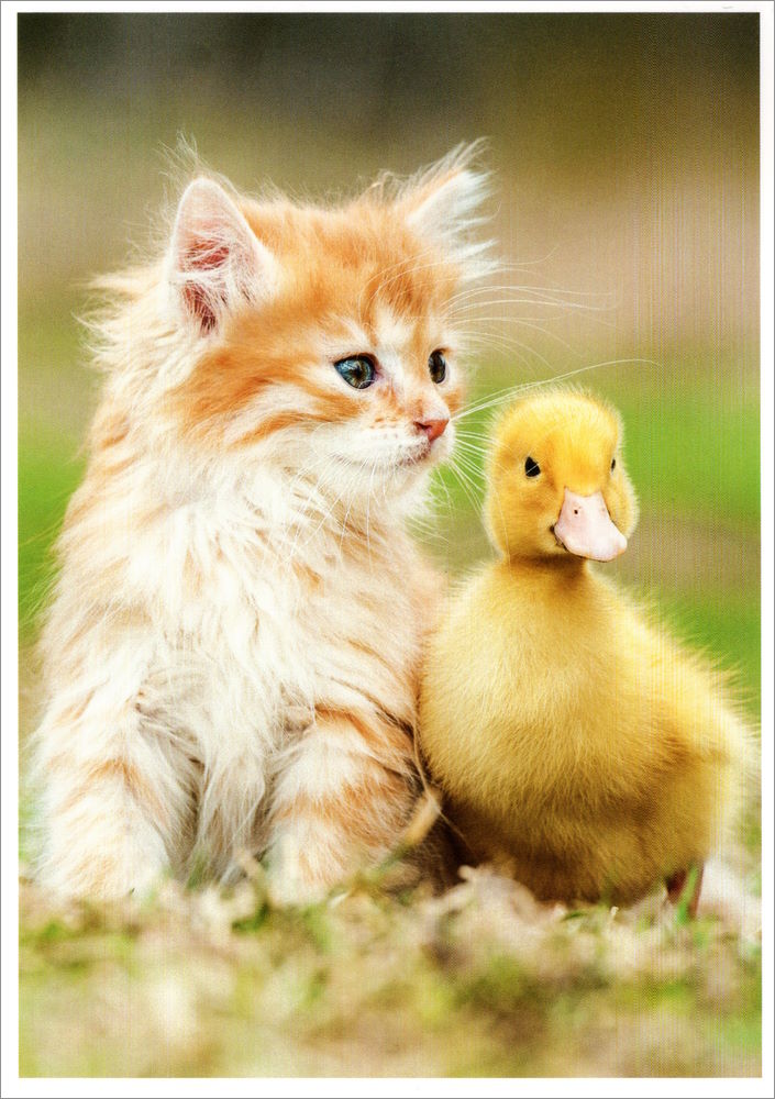 Postkarte Tiere "Ein gutes Team (Kätzchen und Kücken)"