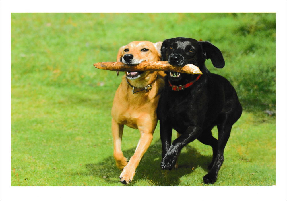 Postkartenbuch "Tierisch gute Grüße" mit 24 süßen Tiermotiven